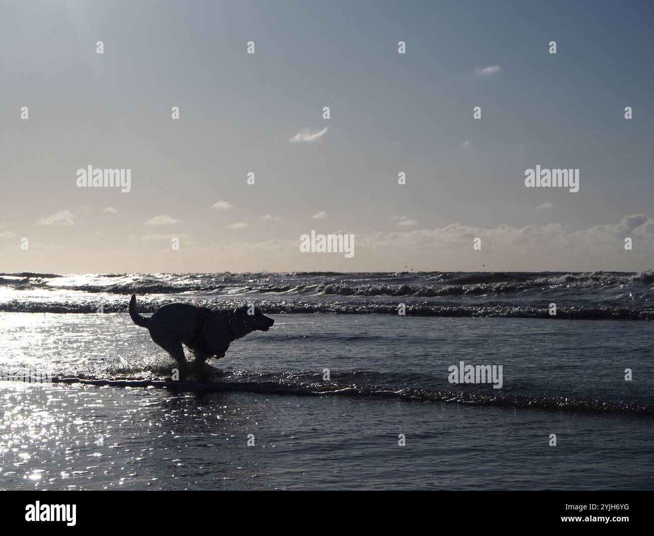 Dog running through shallow waves on a beach in Noordwijk, Netherlands ...