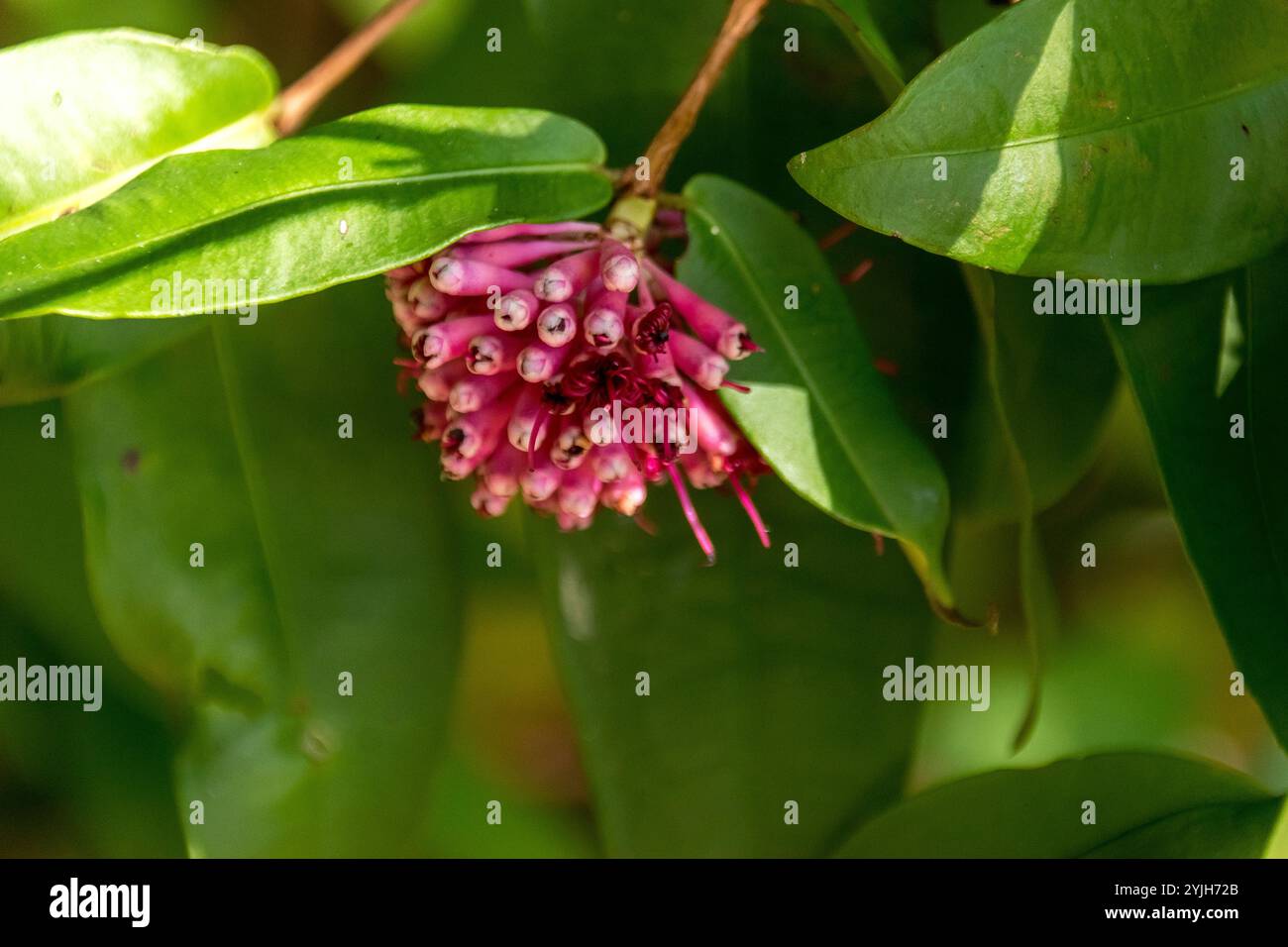 Close-up of emerging bud of a pink flower of Australian Melaleuca ...