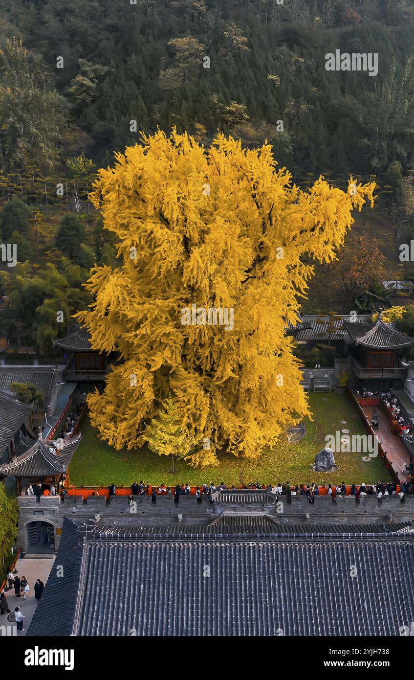 Aerial photo shows an ancient ginkgo tree at a temple in Xi'an City ...