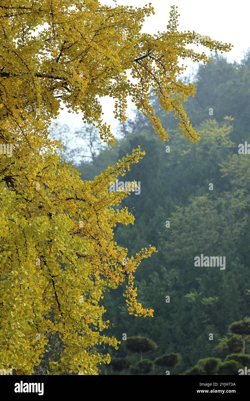 Aerial photo shows an ancient ginkgo tree at a temple in Xi'an City ...