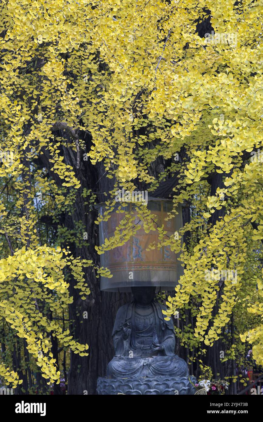 Aerial photo shows an ancient ginkgo tree at a temple in Xi'an City ...