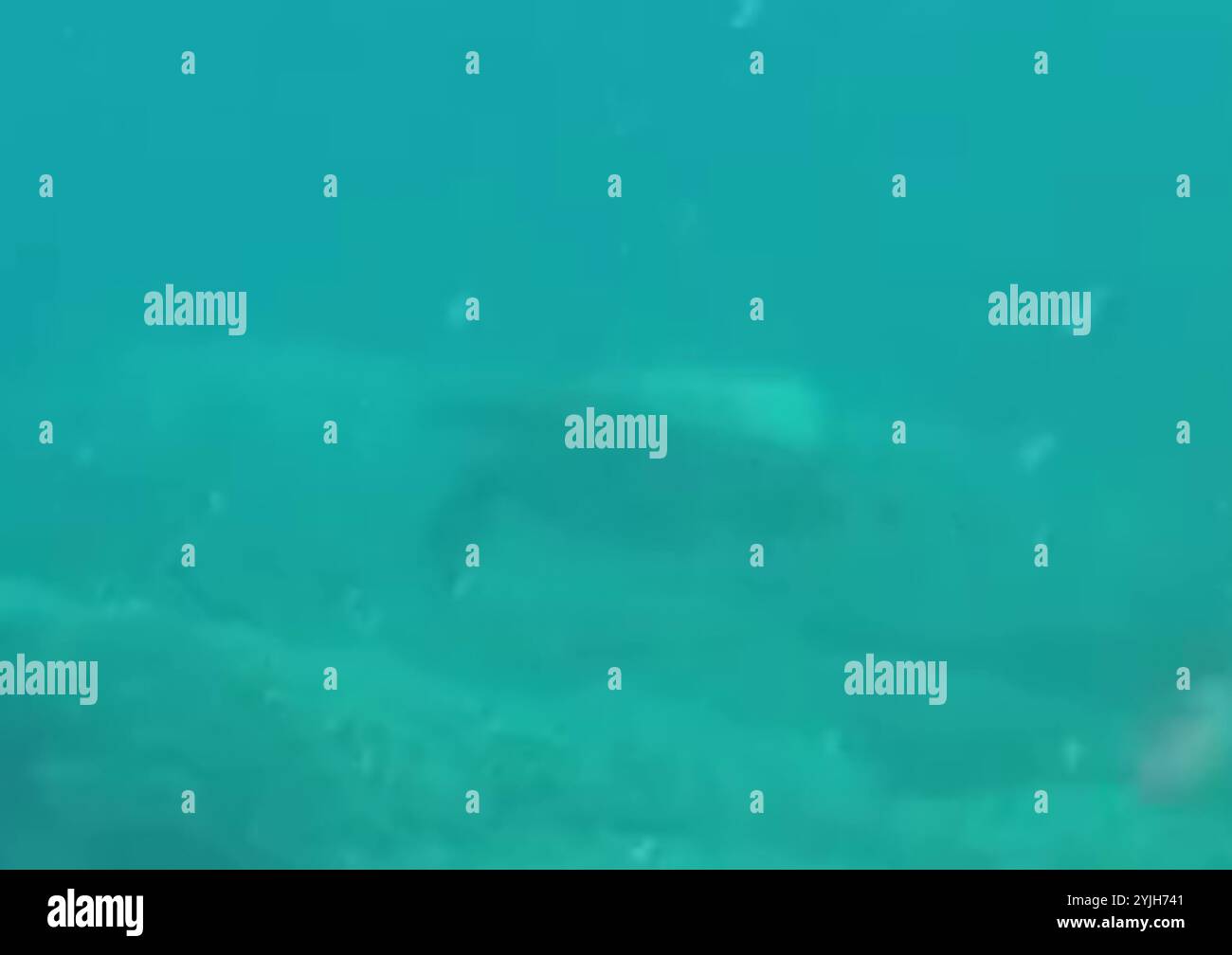 Typical Sea Turtles (Cheloniidae Stock Photo - Alamy