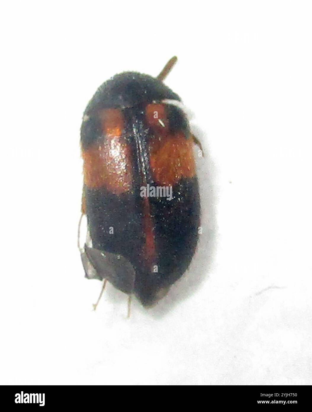 Attagenus hi-res stock photography and images - Alamy
