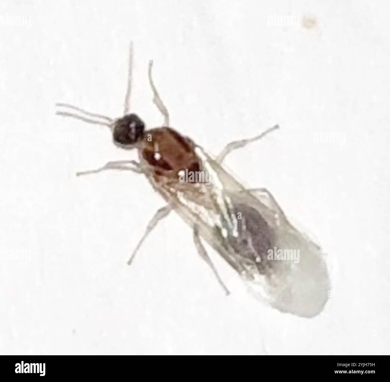 Asian needle ant hi-res stock photography and images - Alamy