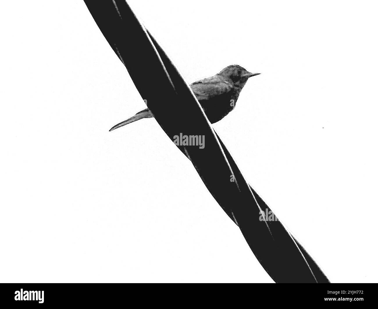 Flycatchers Black and White Stock Photos & Images - Alamy