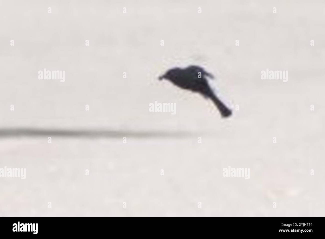 Western Flycatcher (Empidonax difficilis Stock Photo - Alamy