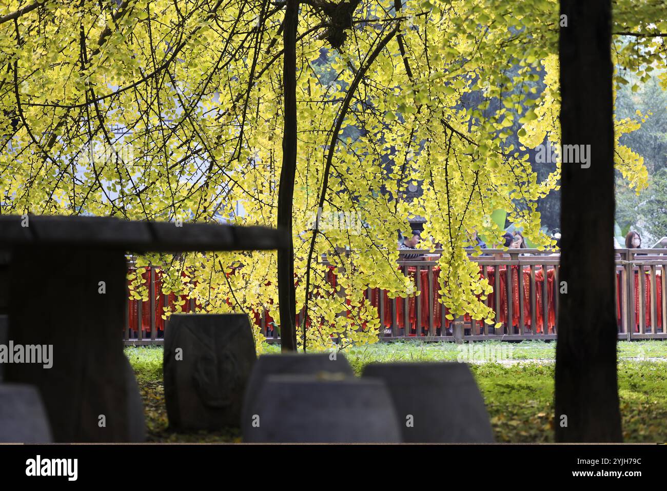 Aerial photo shows an ancient ginkgo tree at a temple in Xi'an City ...