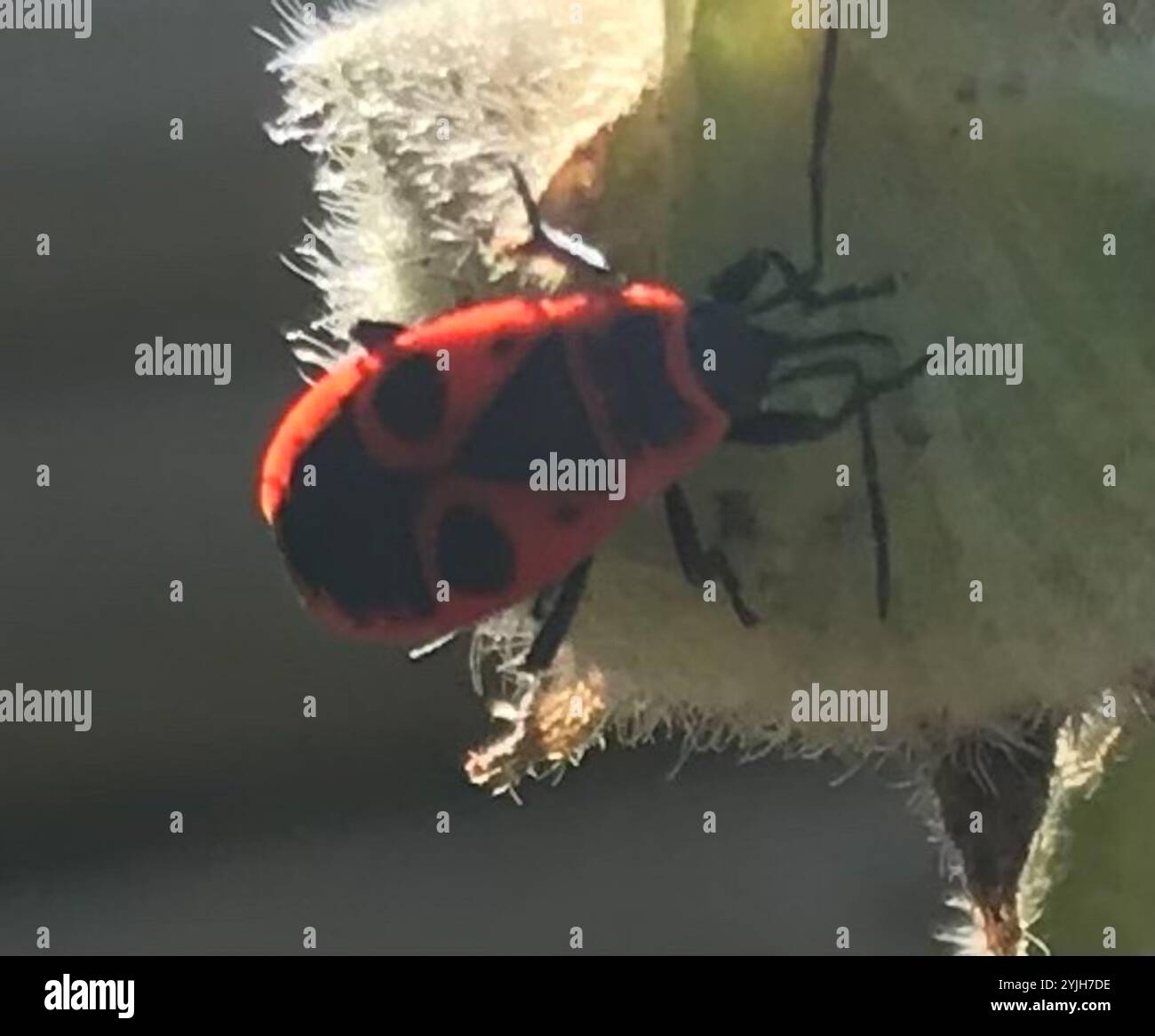 European Firebug (Pyrrhocoris apterus Stock Photo - Alamy