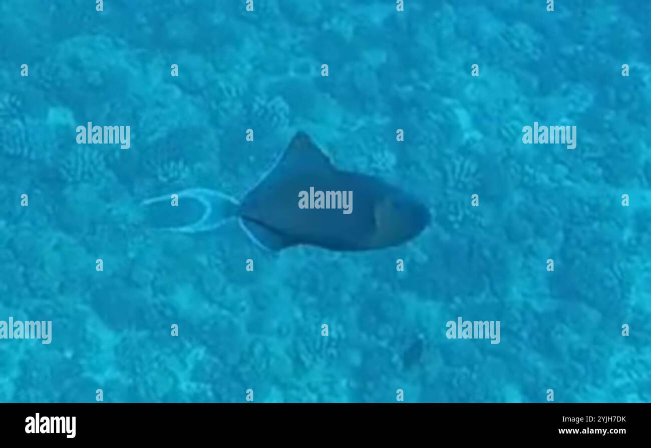 Redtooth Triggerfish (Odonus niger Stock Photo - Alamy