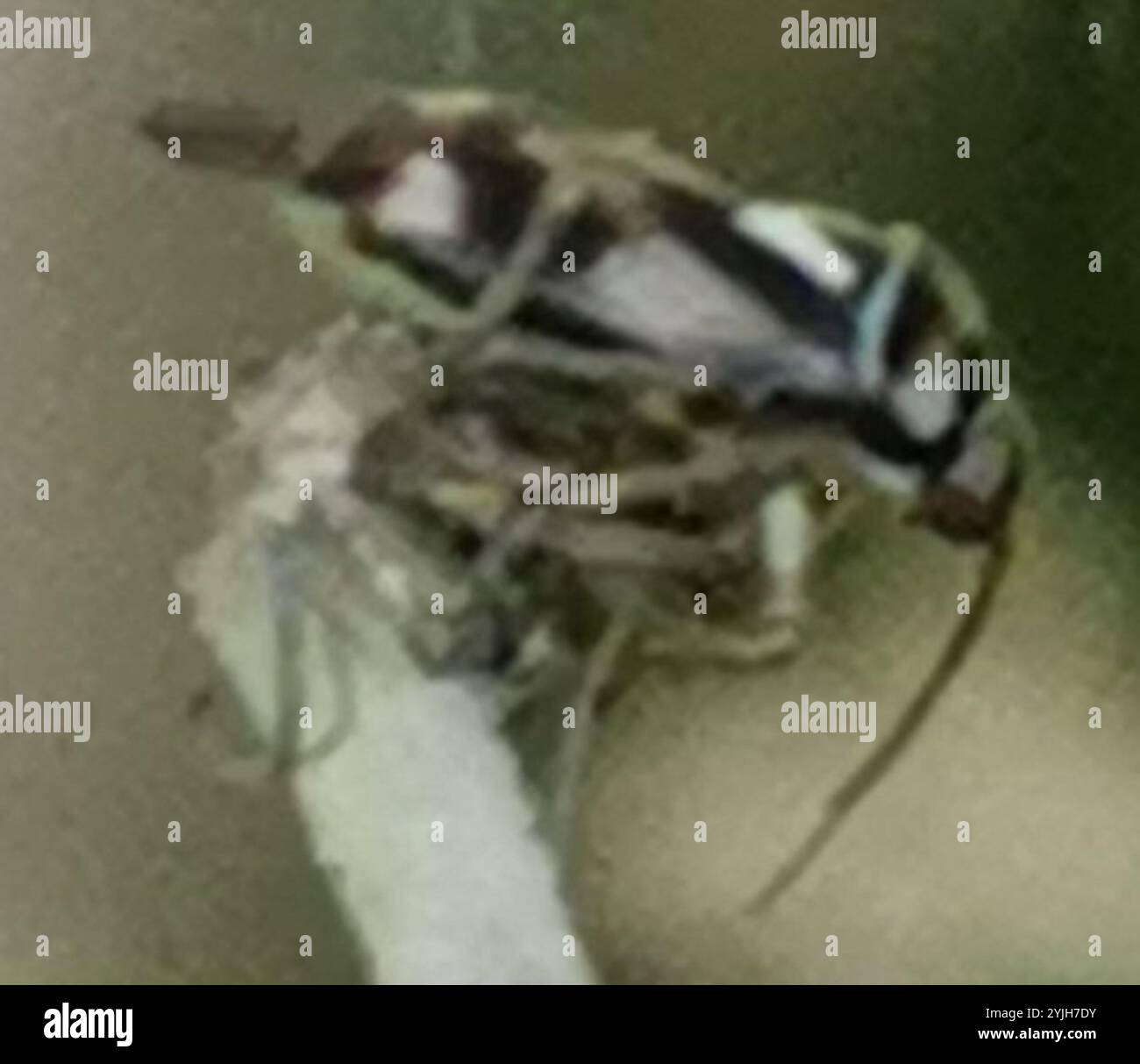 Kalm's plant bug (Orthops kalmii Stock Photo - Alamy