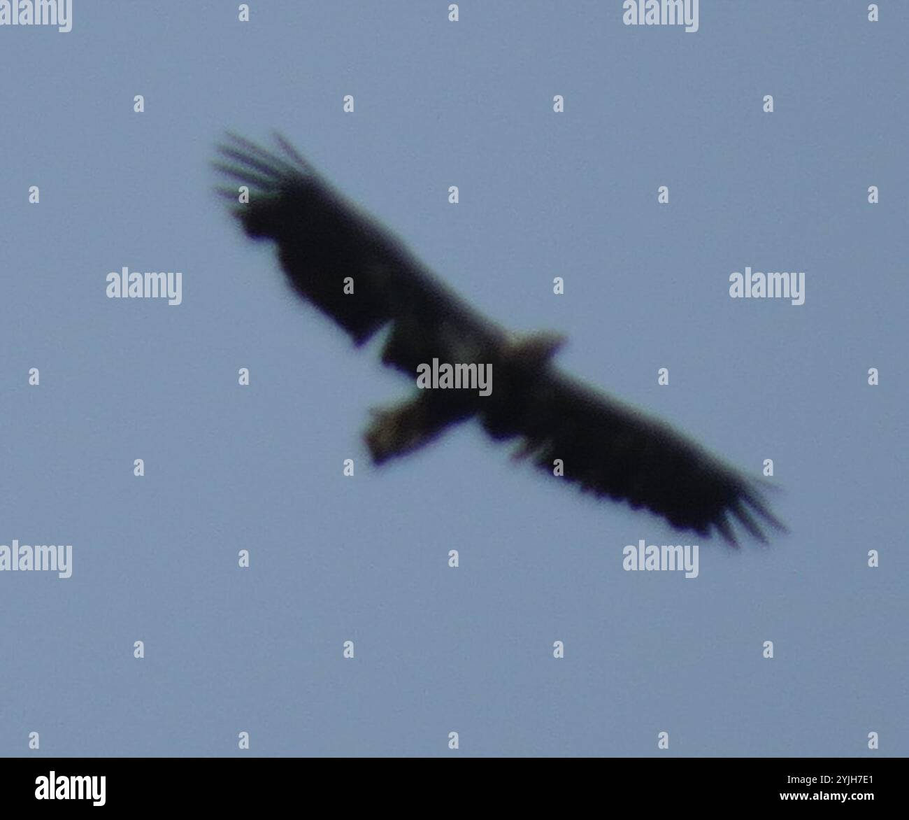 Bald Eagle (Haliaeetus leucocephalus Stock Photo - Alamy