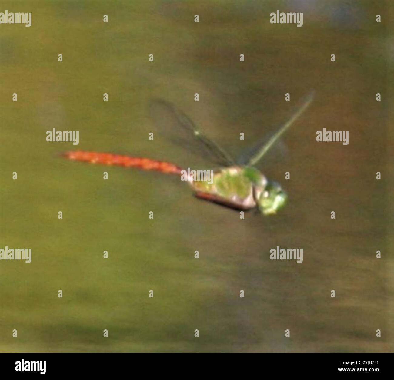 Comet Darner (Anax longipes Stock Photo - Alamy