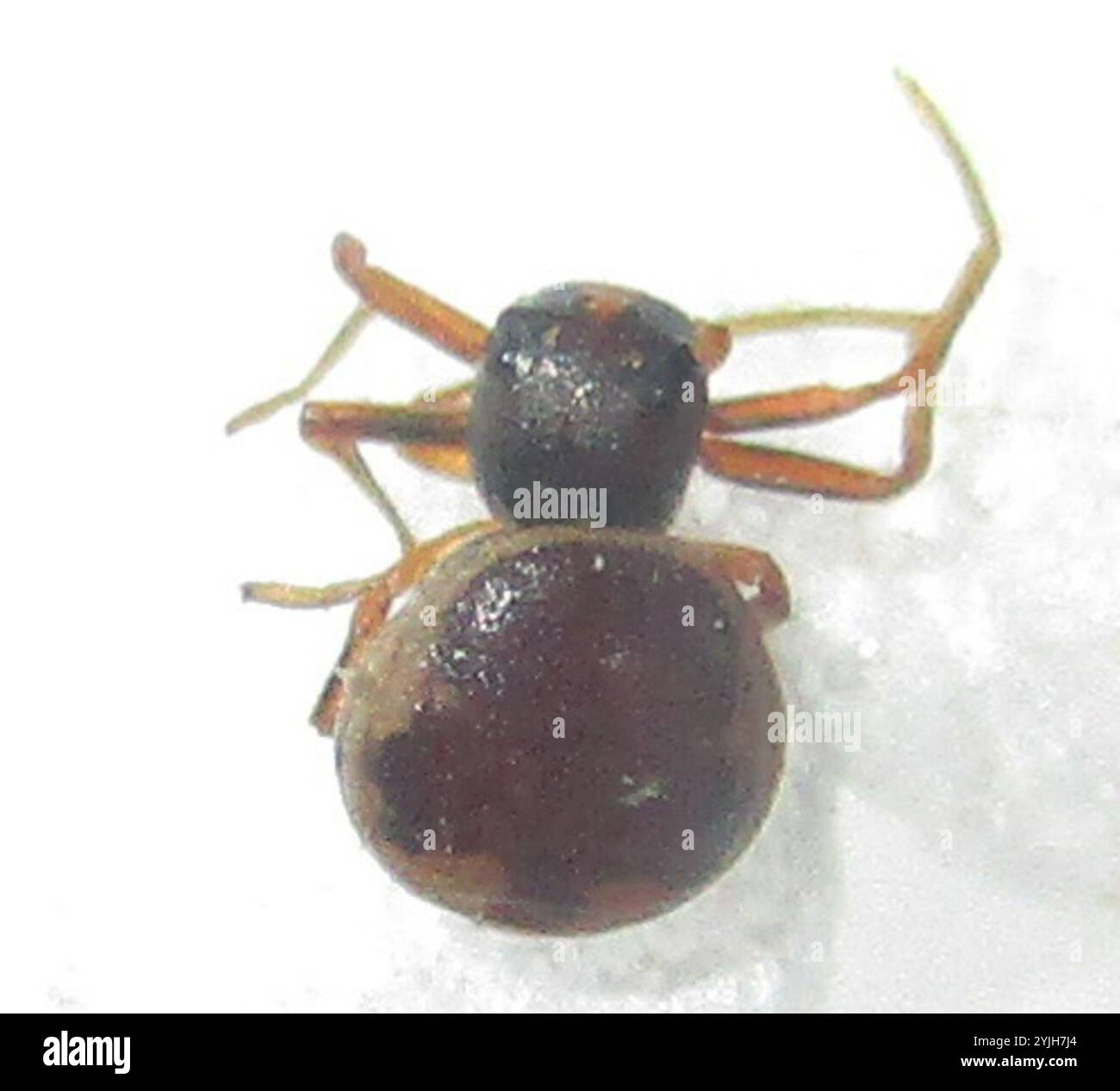 Beetle crab spiders (Mystaria Stock Photo - Alamy