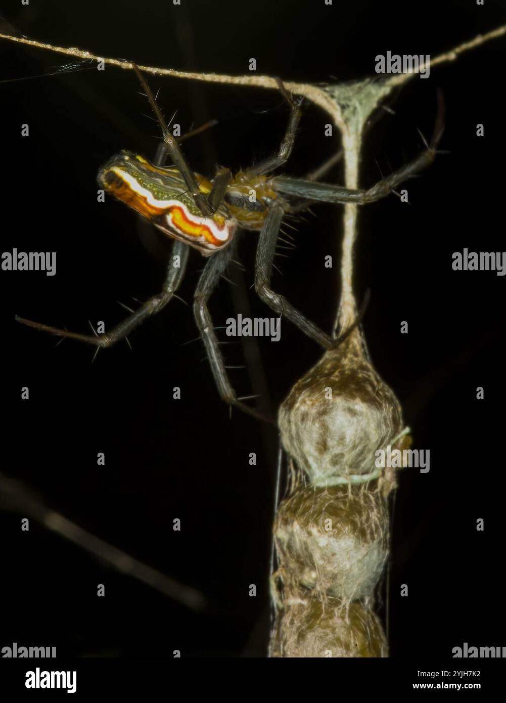 Basilica Orbweaver (Mecynogea lemniscata Stock Photo - Alamy