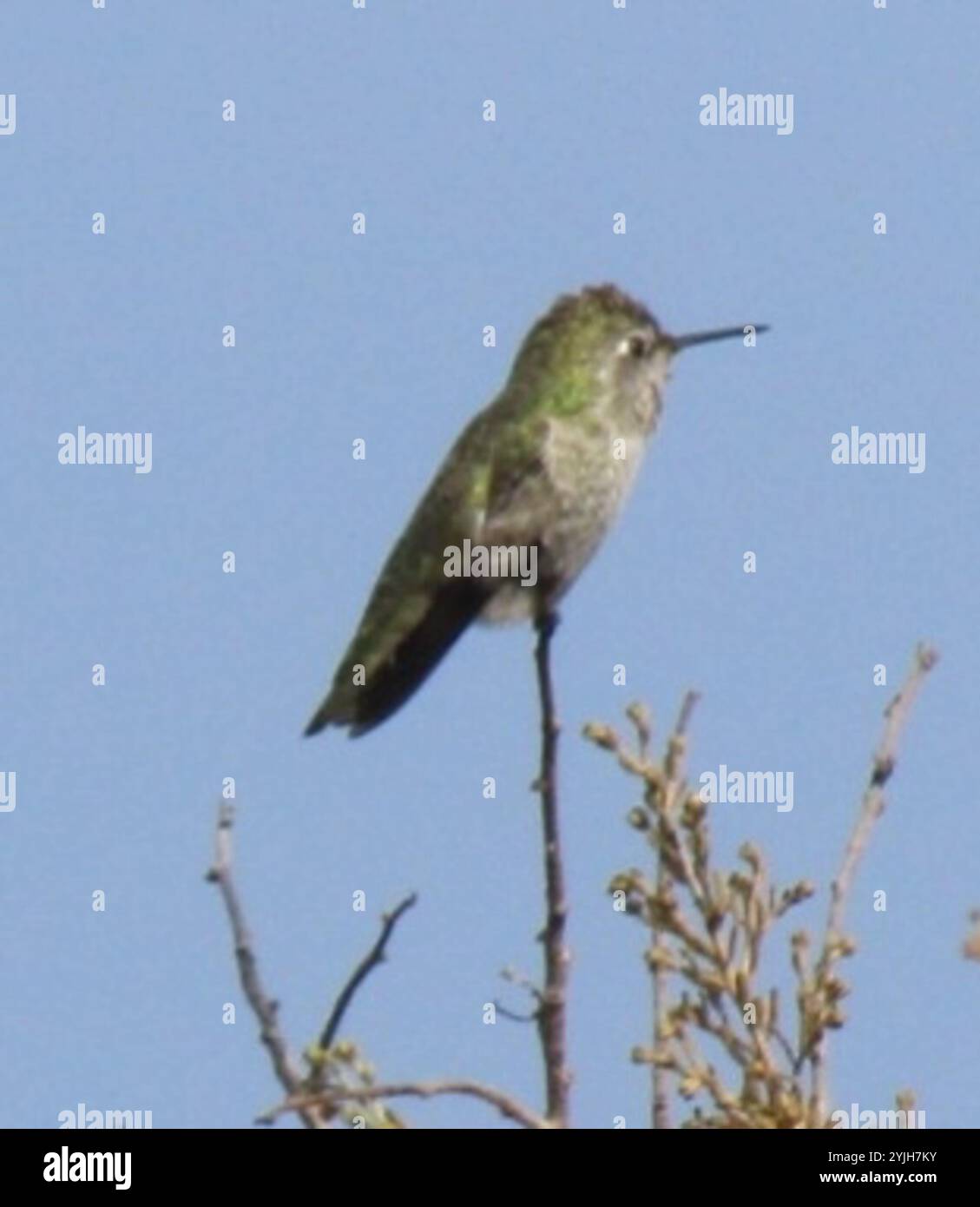 Anna's Hummingbird (Calypte anna Stock Photo - Alamy