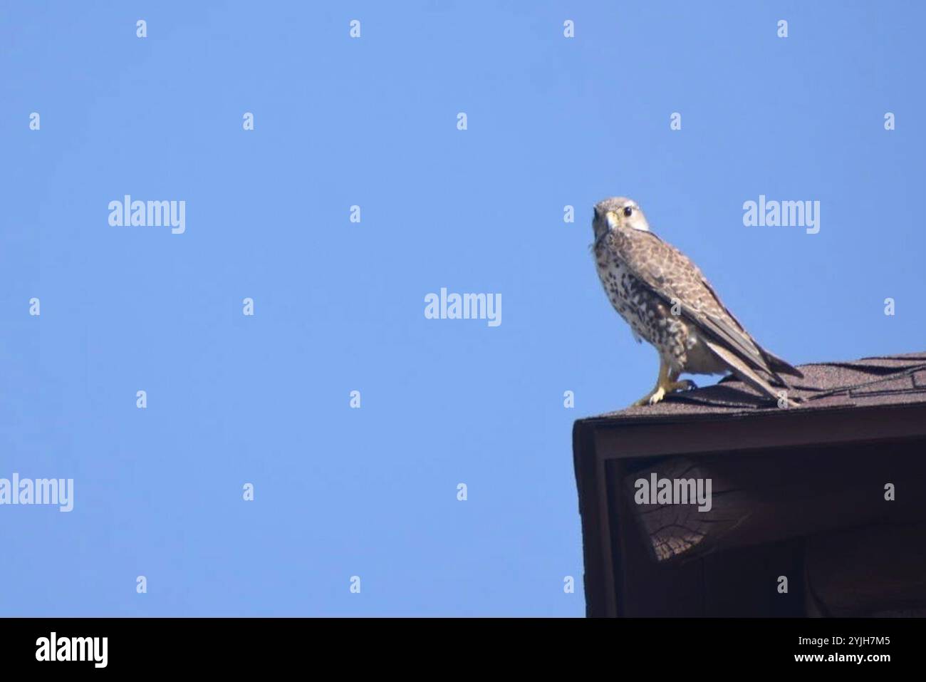 Prairie Falcon (Falco mexicanus Stock Photo - Alamy