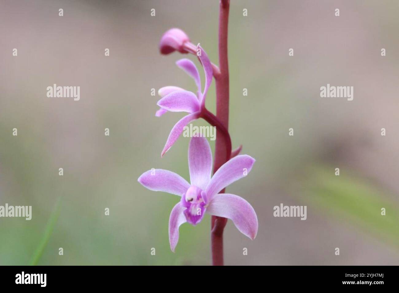 Largeflower Crested Coralroot (Bletia mexicana Stock Photo - Alamy