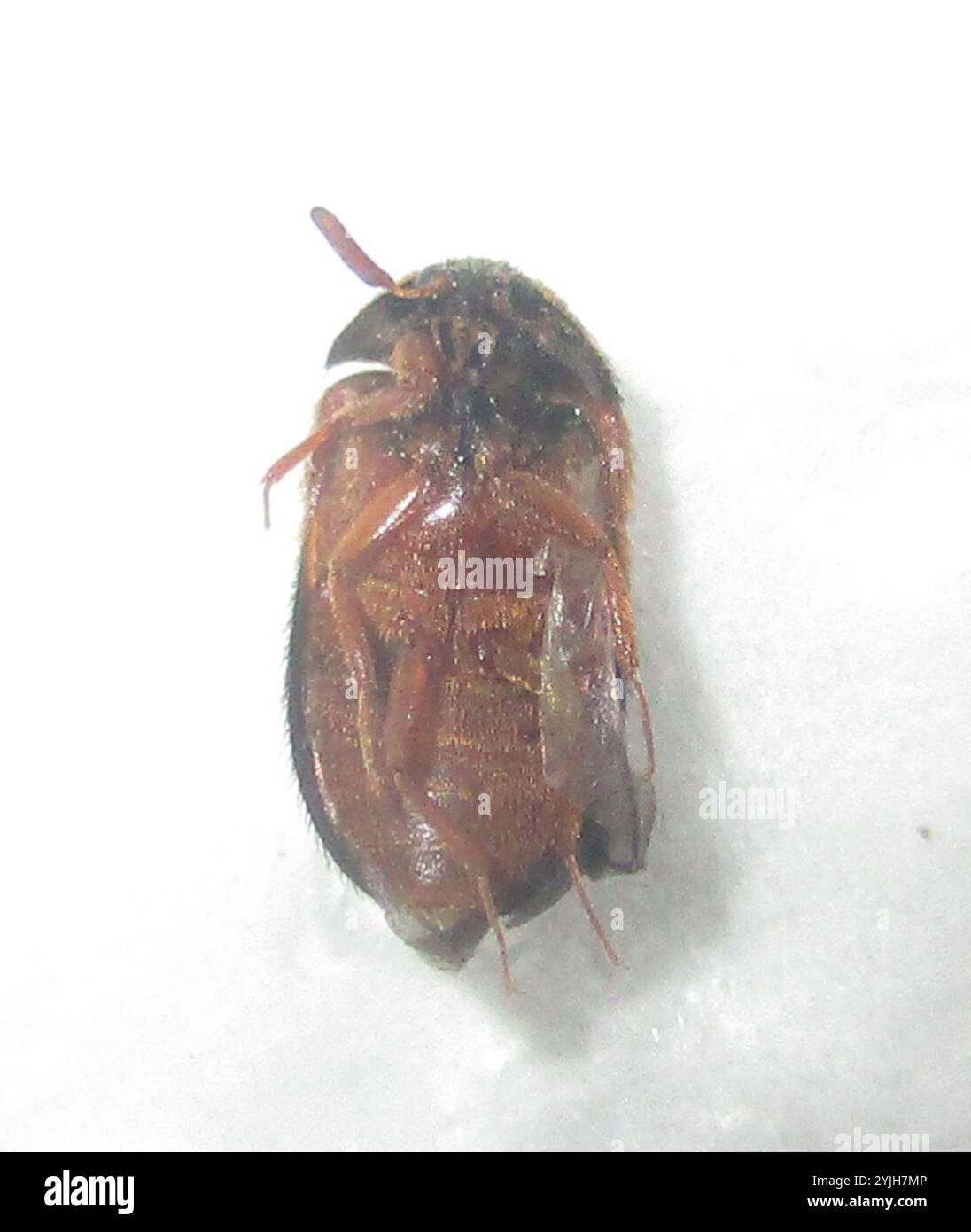 Attagenus hi-res stock photography and images - Alamy