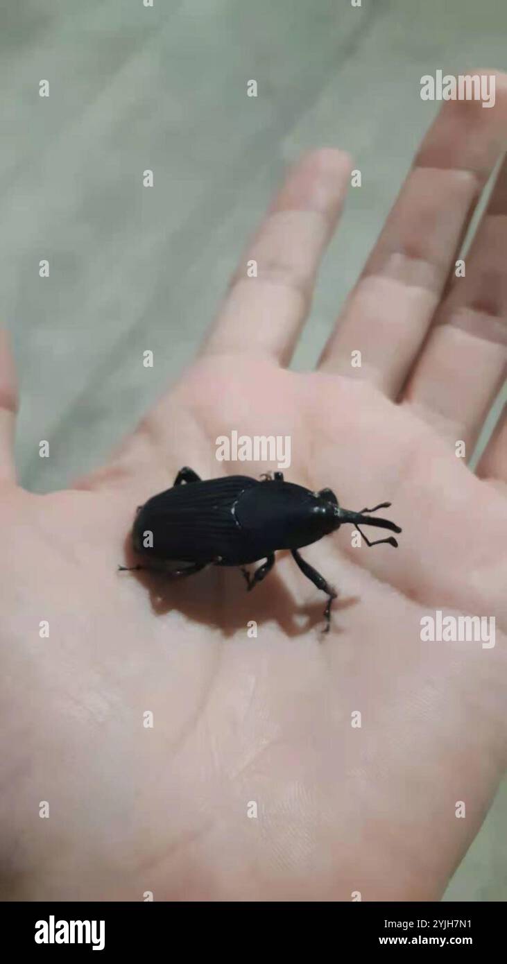 South American Palm Weevil (Rhynchophorus palmarum Stock Photo - Alamy