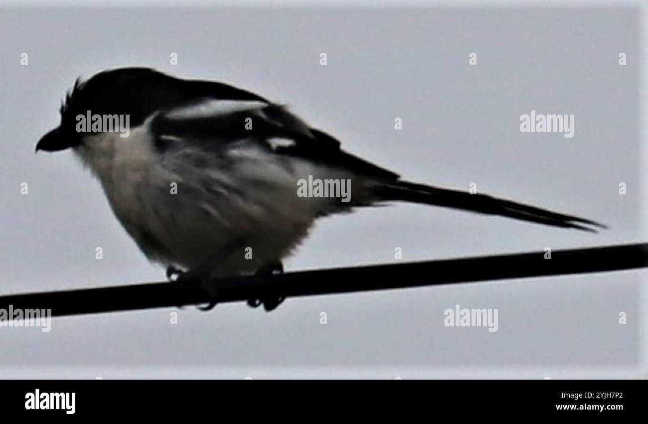 Cape Southern Fiscal (Lanius collaris collaris Stock Photo - Alamy