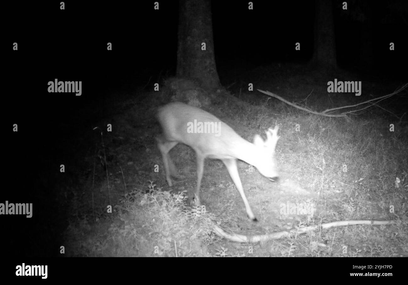 Capreolus roe deer in Black and White Stock Photos & Images - Alamy