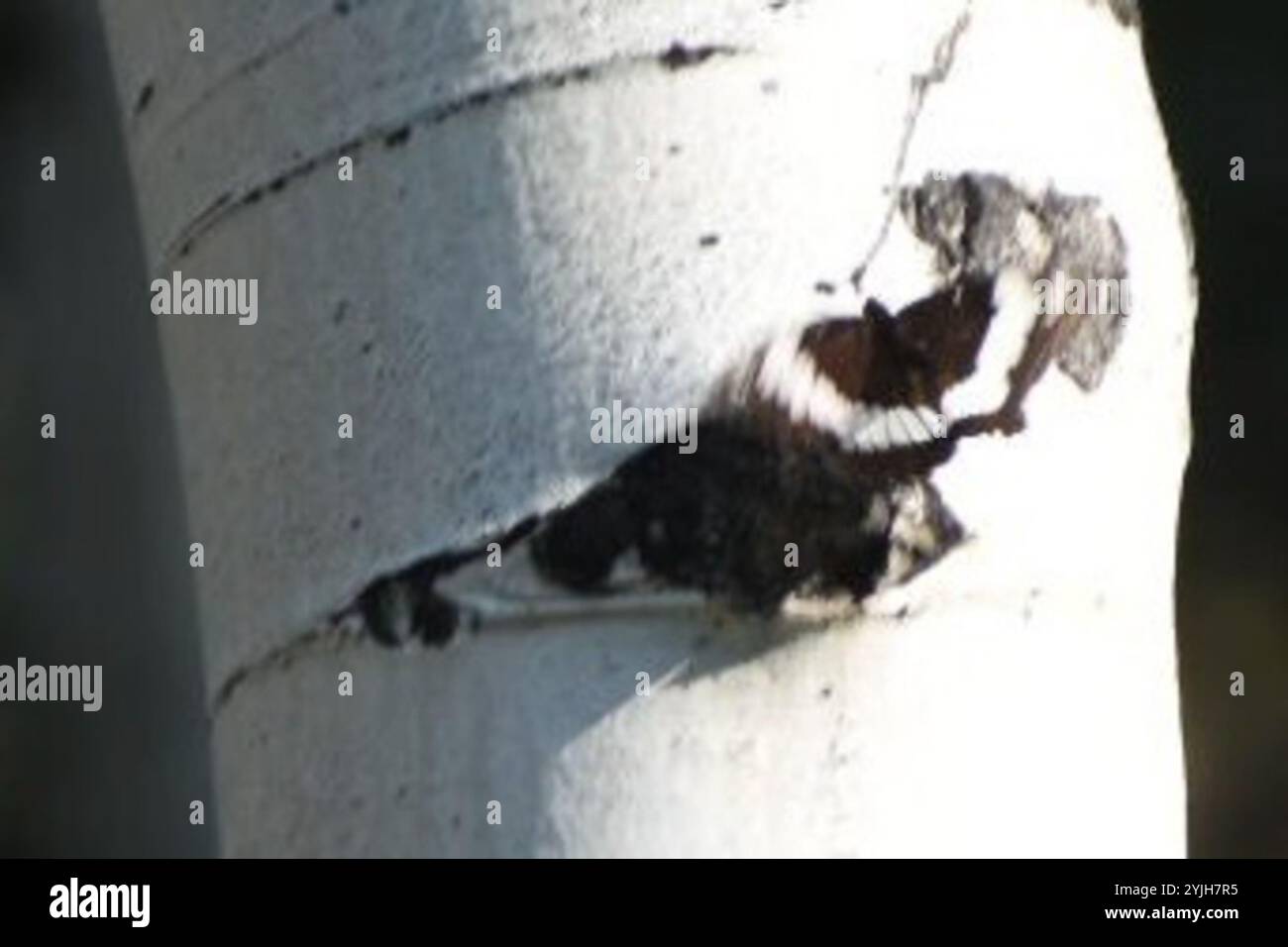 Weidemeyer's Admiral (Limenitis weidemeyerii Stock Photo - Alamy