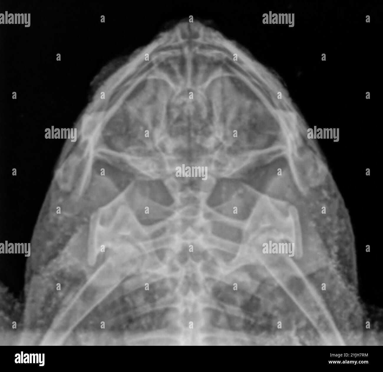 Beaked Toads (Rhinella Stock Photo - Alamy