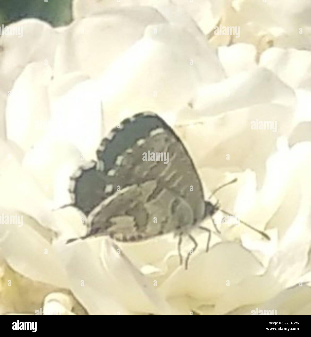 Common Geranium-bronze (Cacyreus marshalli Stock Photo - Alamy