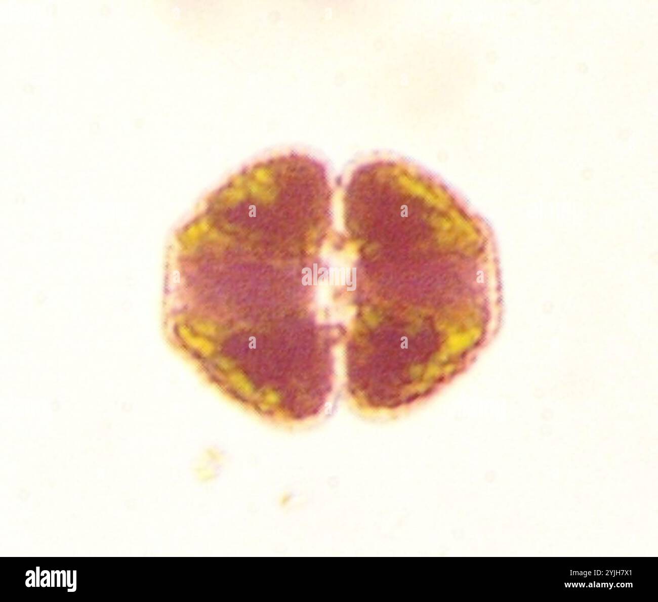 Cosmarium hi-res stock photography and images - Alamy