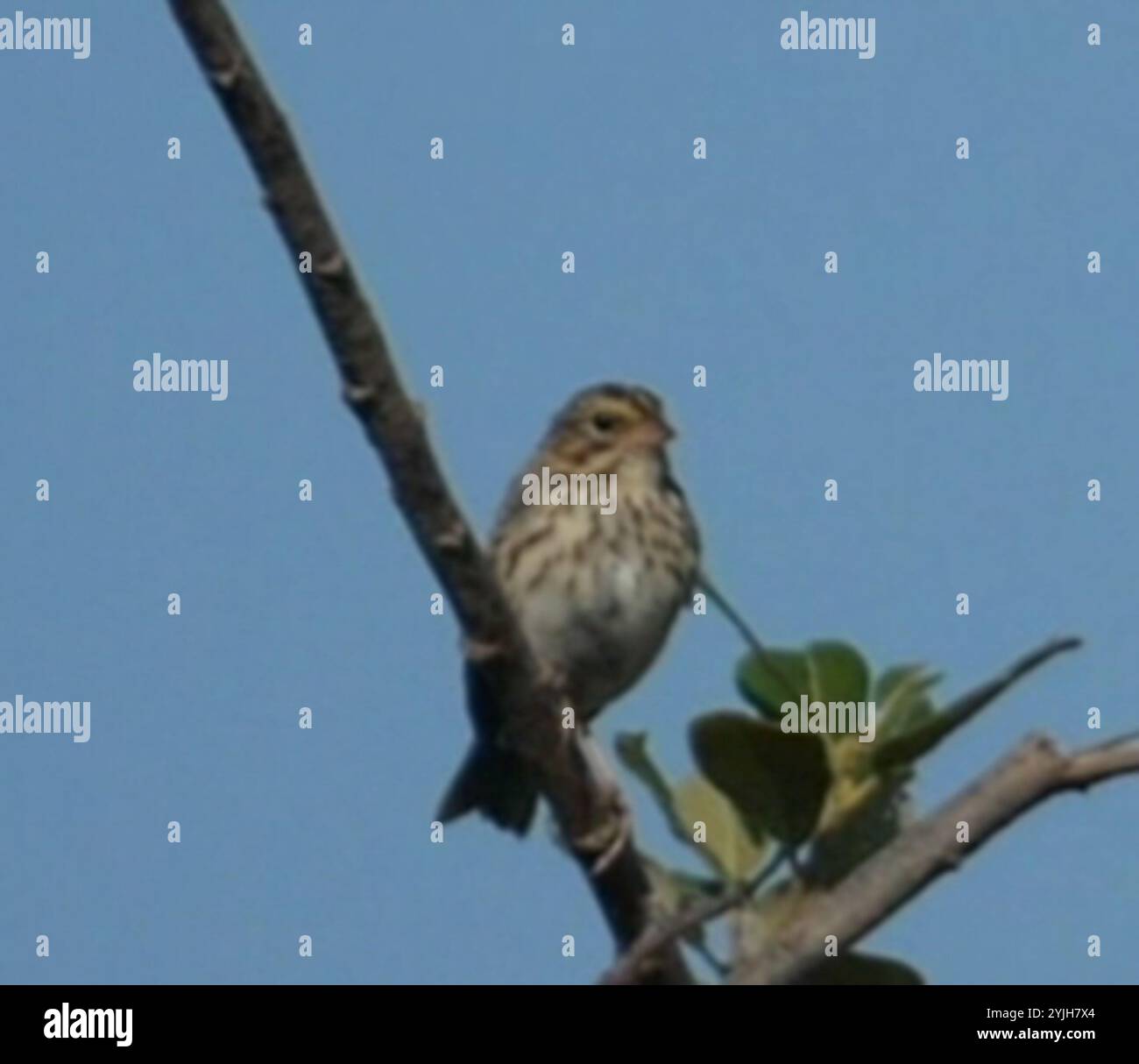 Savannah Sparrow (Passerculus sandwichensis Stock Photo - Alamy