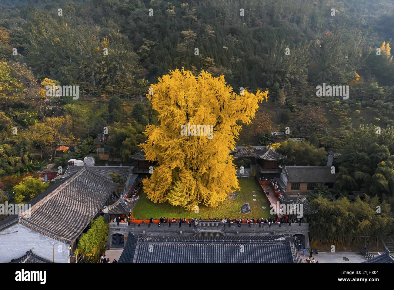 Aerial photo shows an ancient ginkgo tree at a temple in Xi'an City ...