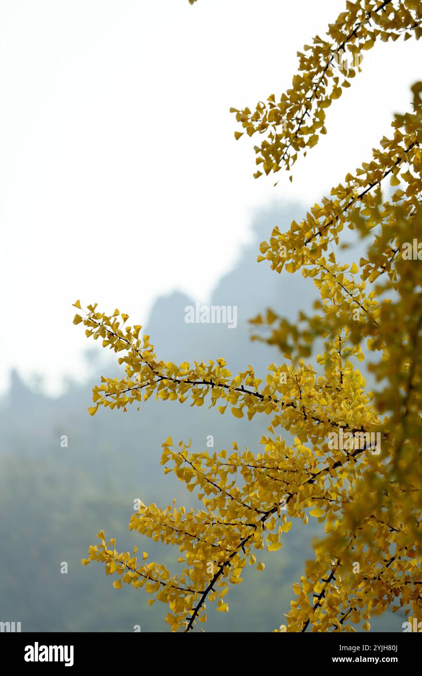 Aerial photo shows an ancient ginkgo tree at a temple in Xi'an City ...