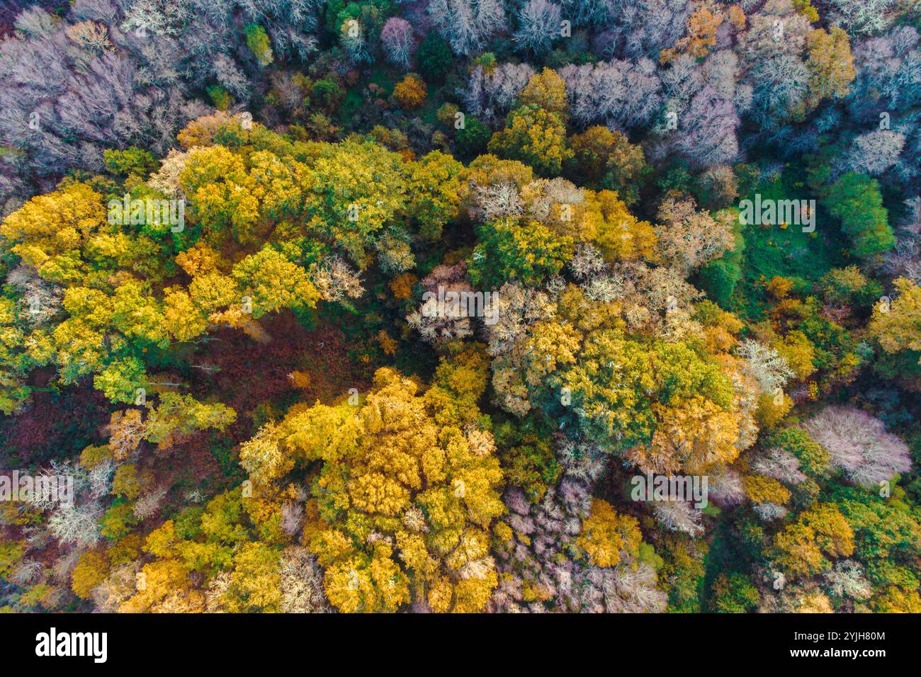 forest of deciduous trees in autumn, overhead photography with a drone ...