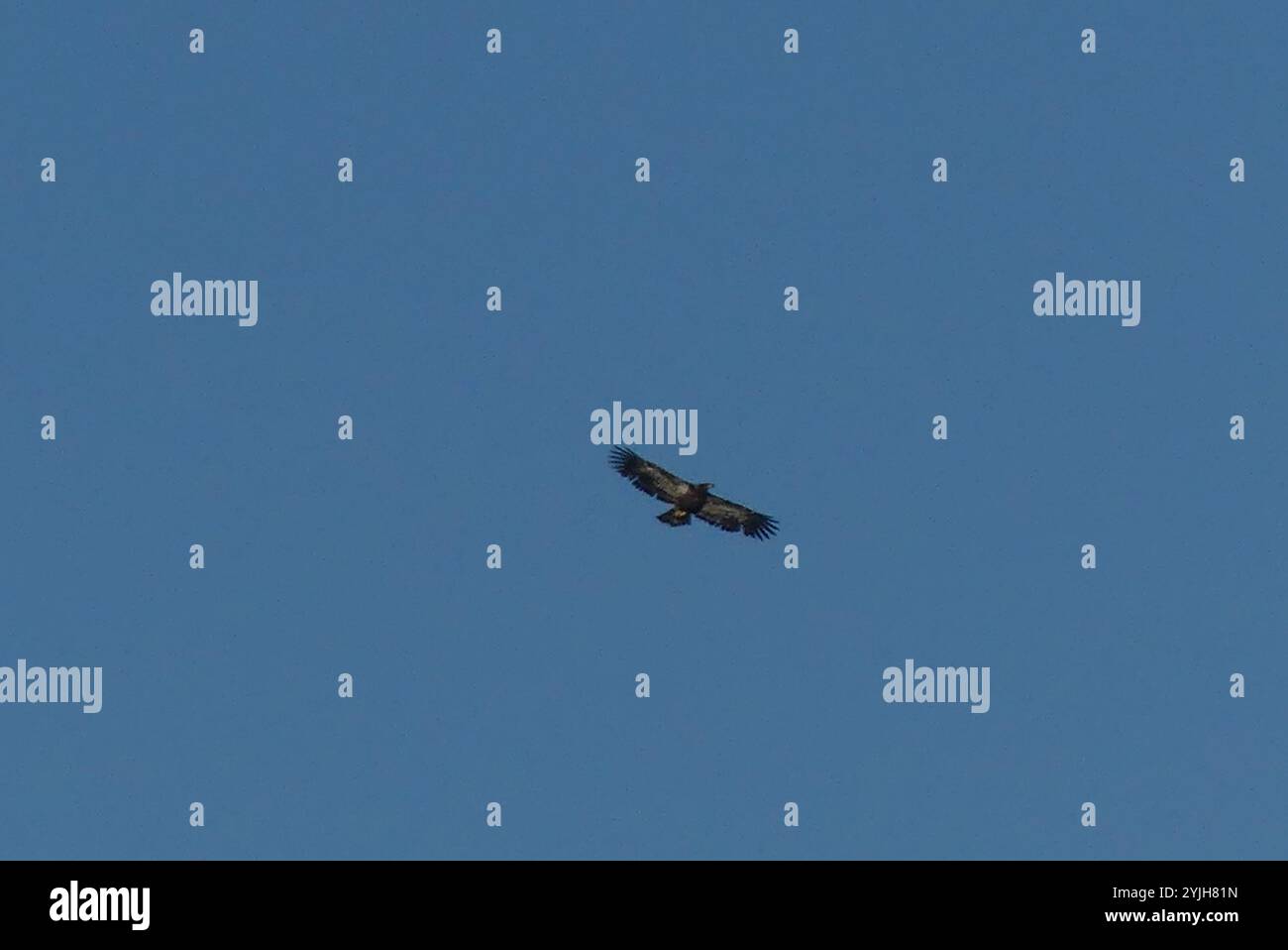 Bald Eagle (Haliaeetus leucocephalus Stock Photo - Alamy