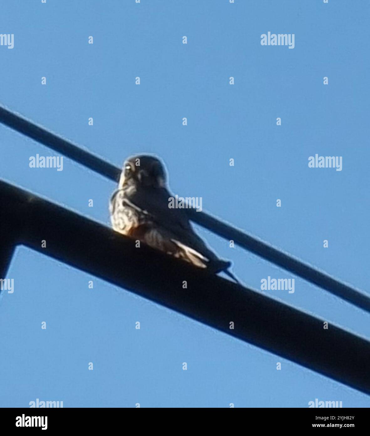 Eurasian Hobby (Falco subbuteo Stock Photo - Alamy