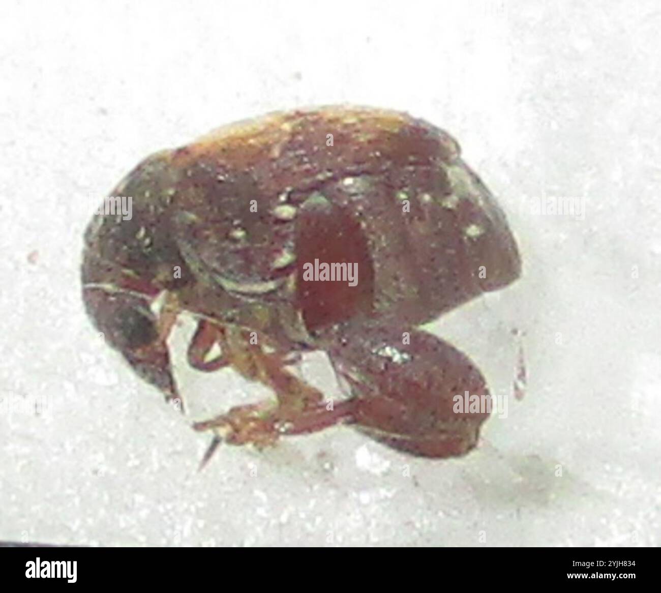 Pea weevils hi-res stock photography and images - Alamy