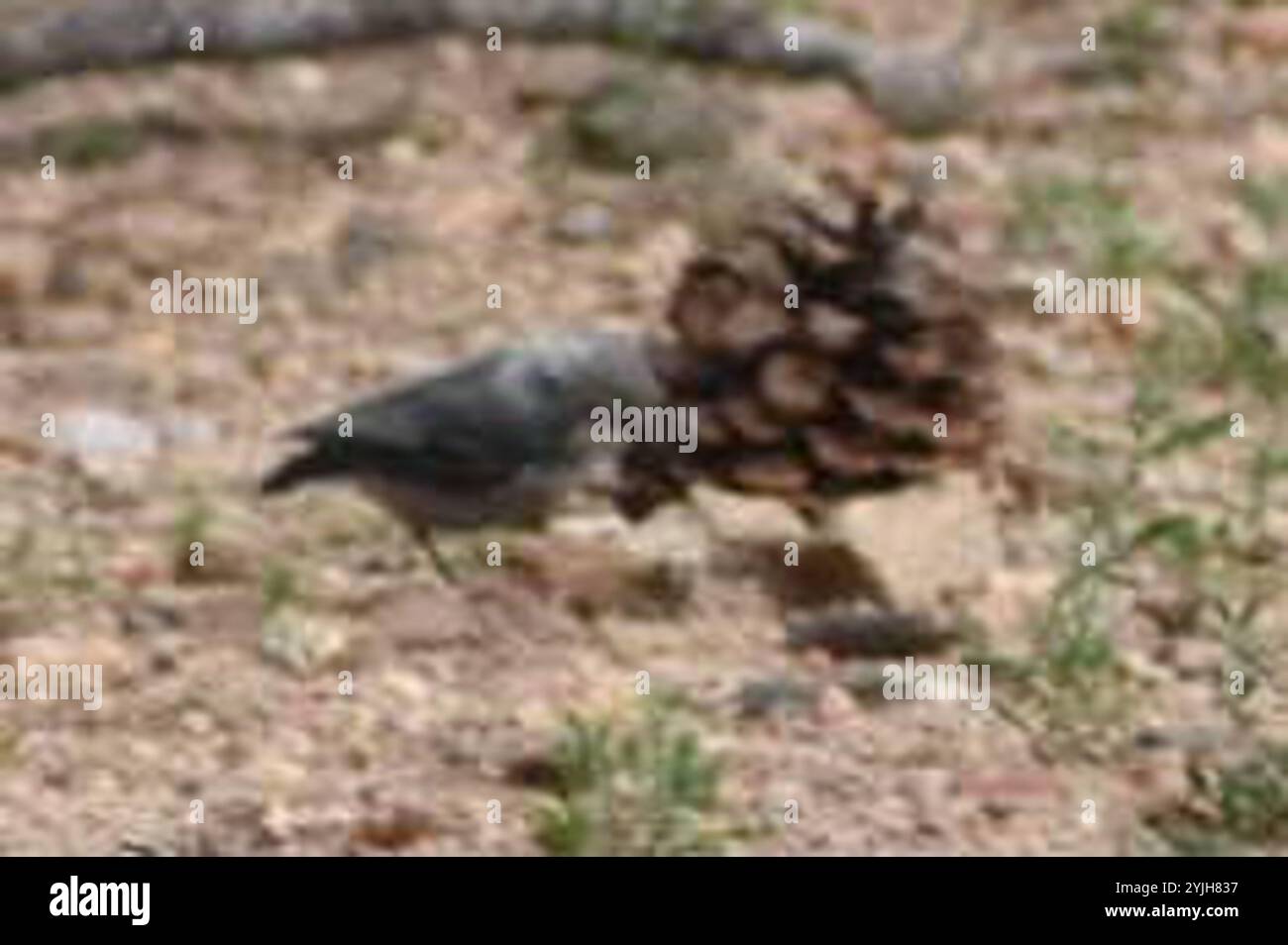 Pygmy Nuthatch (Sitta pygmaea Stock Photo - Alamy