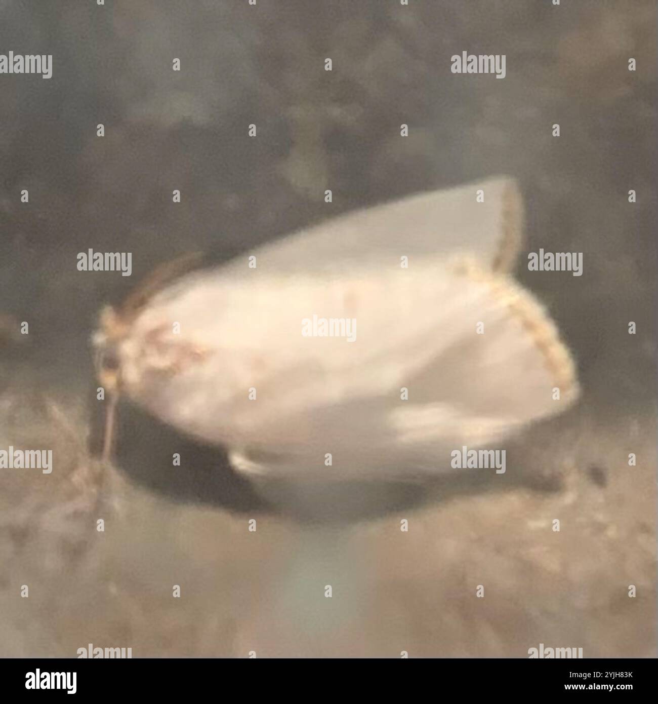Snowy Urola Moth (Urola nivalis Stock Photo - Alamy