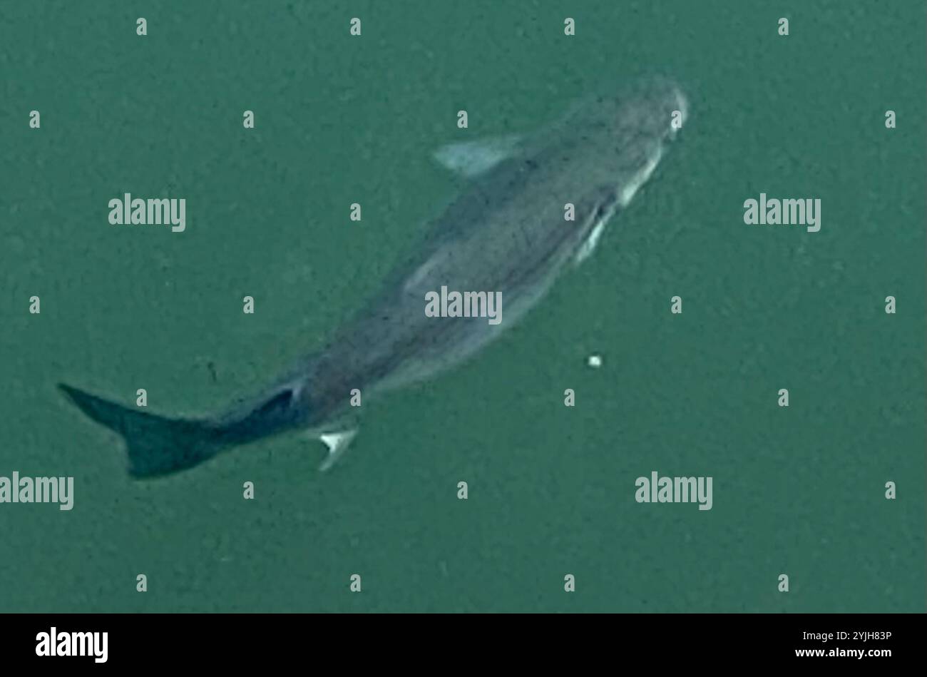 Ray-finned Fishes (Actinopterygii Stock Photo - Alamy