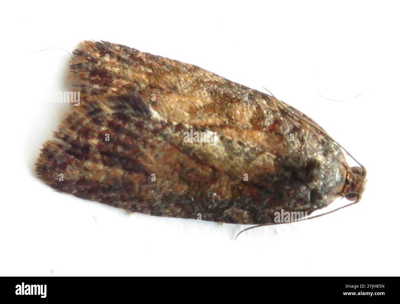 Capua Cut Out Stock Images & Pictures - Alamy