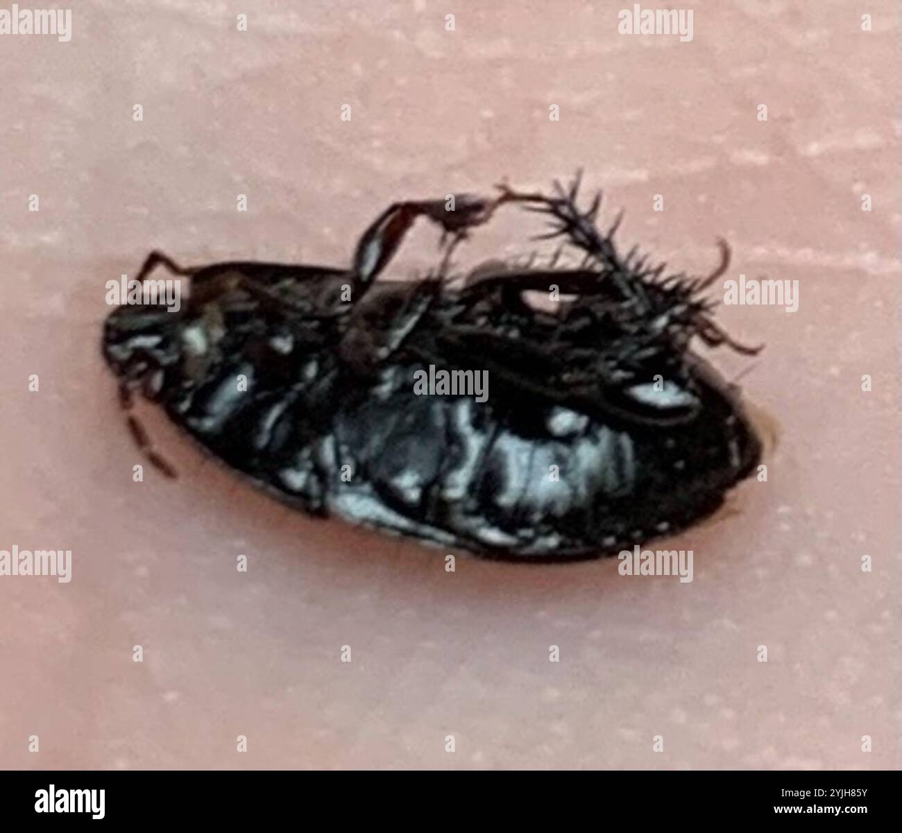 Two-lined Burrowing Bug (Pangaeus bilineatus Stock Photo - Alamy