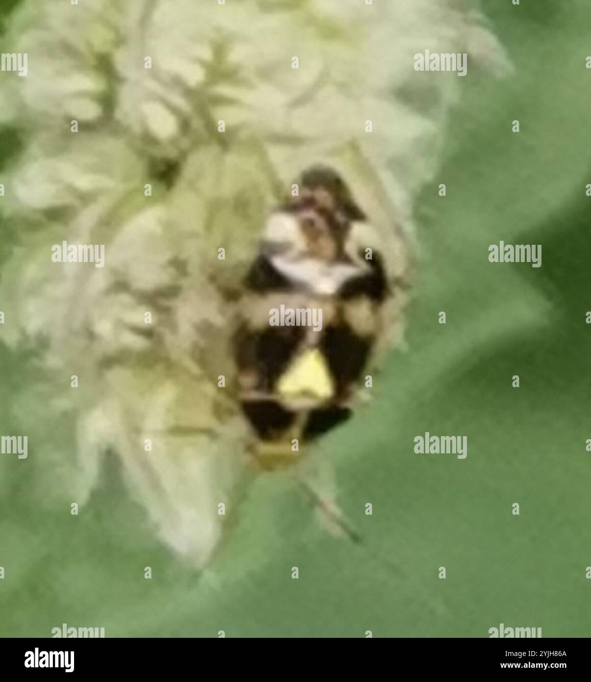 Three Spotted Nettle Bug (Liocoris tripustulatus Stock Photo - Alamy