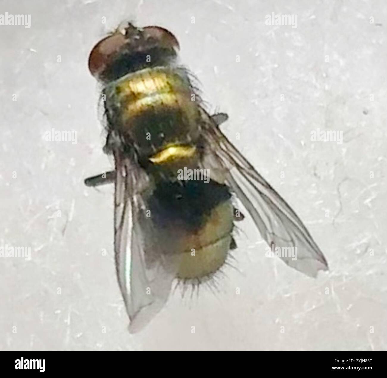 Lucilia cuprina hi-res stock photography and images - Alamy