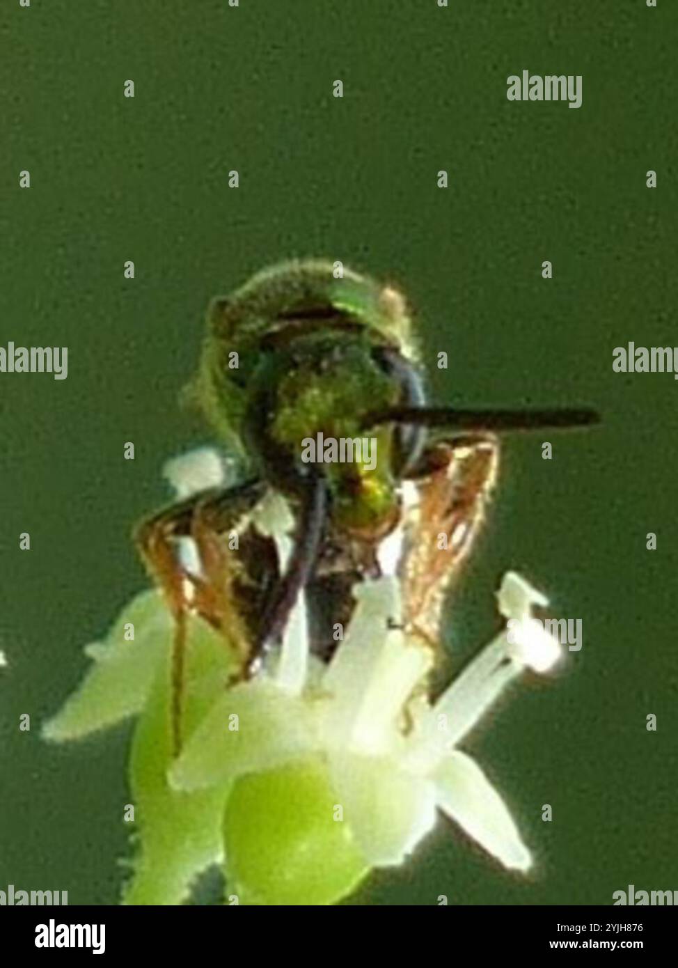 Augochlorine Sweat Bees (Augochlorini Stock Photo - Alamy