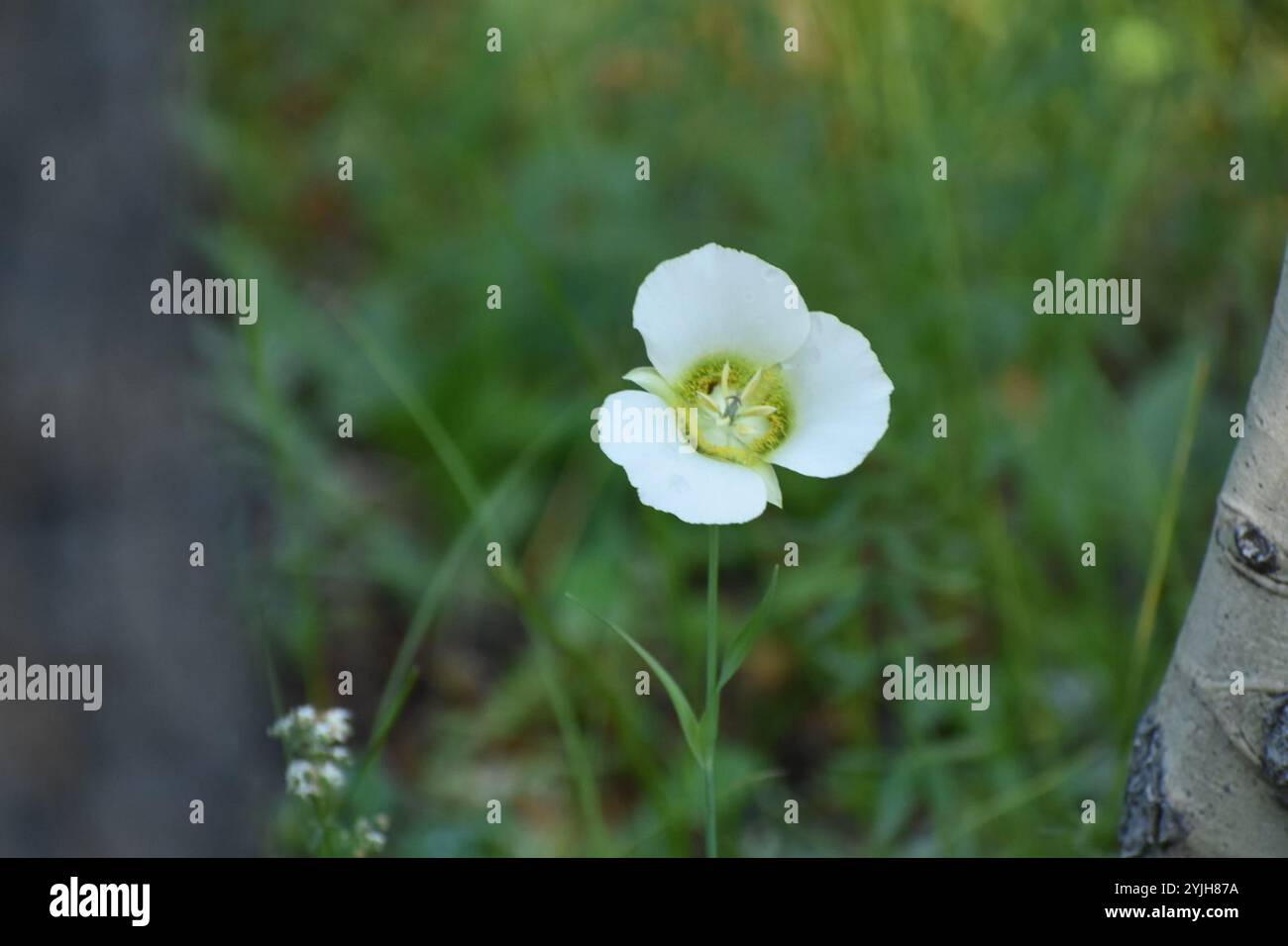 Gunnison's Mariposa Lily (Calochortus gunnisonii Stock Photo - Alamy