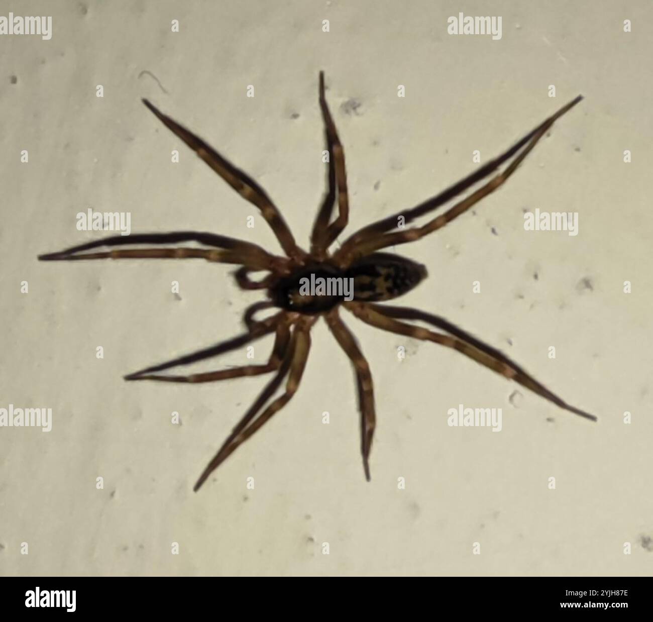 Liocranum hi-res stock photography and images - Alamy