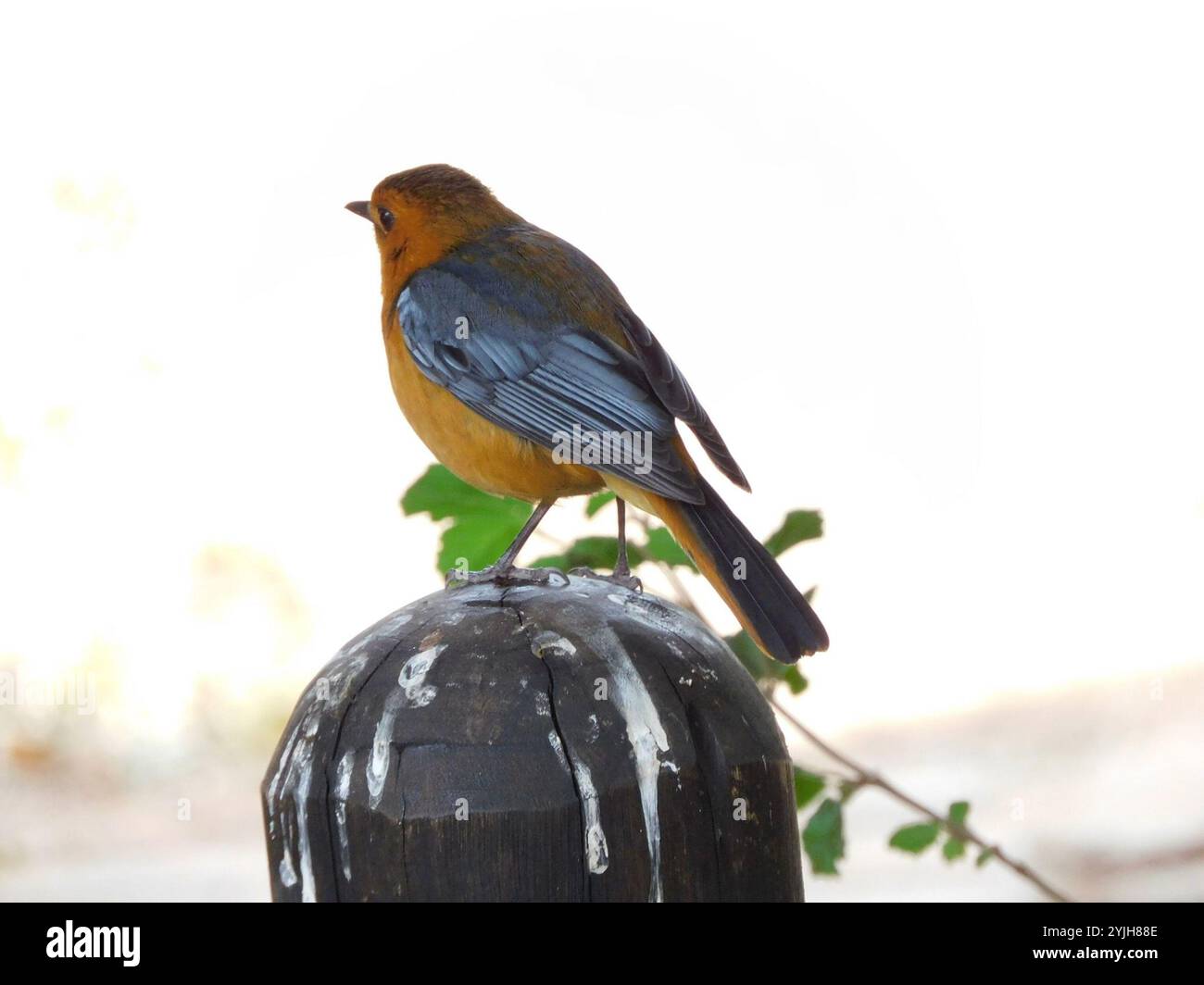 Natal Redcap Robinchat (Cossypha natalensis natalensis Stock Photo - Alamy