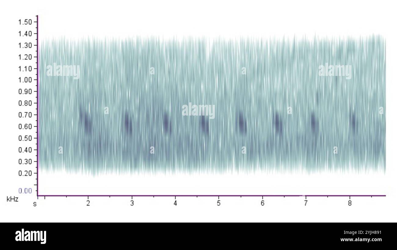 Yellow-billed Cuckoo (Coccyzus americanus Stock Photo - Alamy