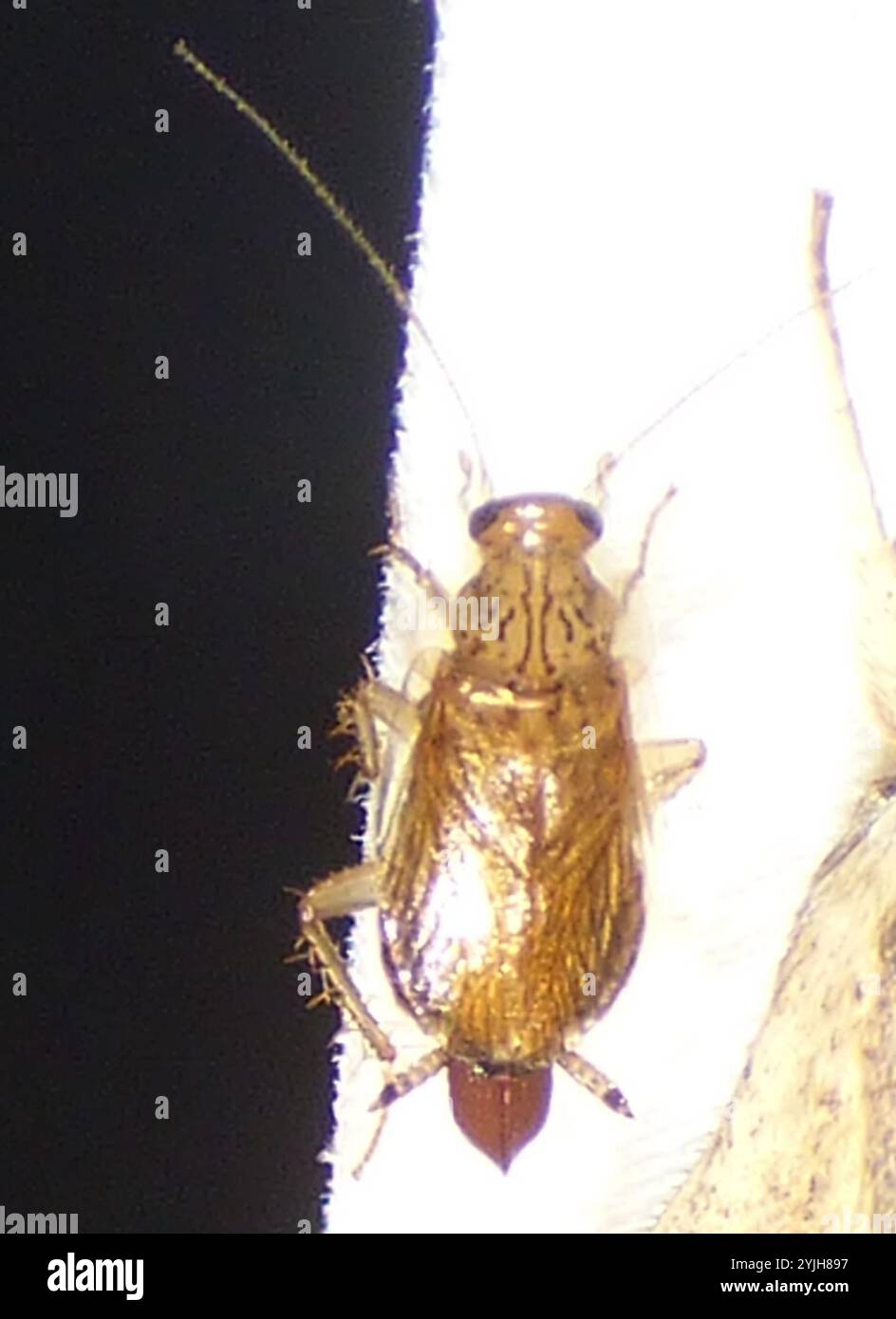 small yellow cockroach (Cariblatta lutea Stock Photo - Alamy