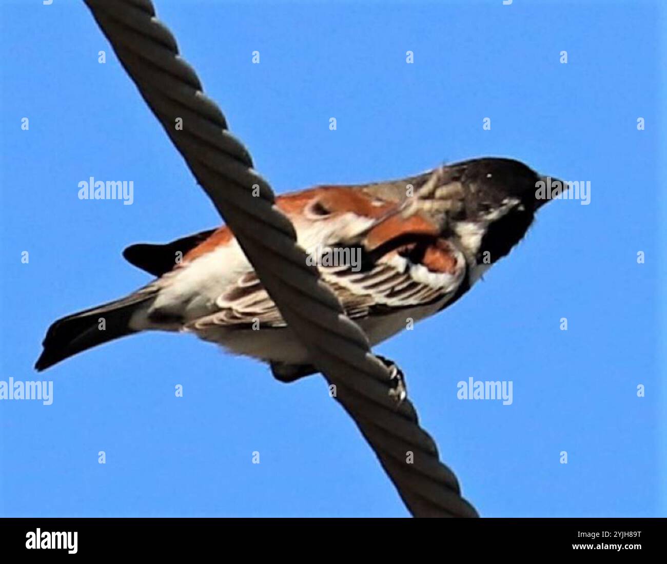 Cape Sparrow (Passer melanurus Stock Photo - Alamy